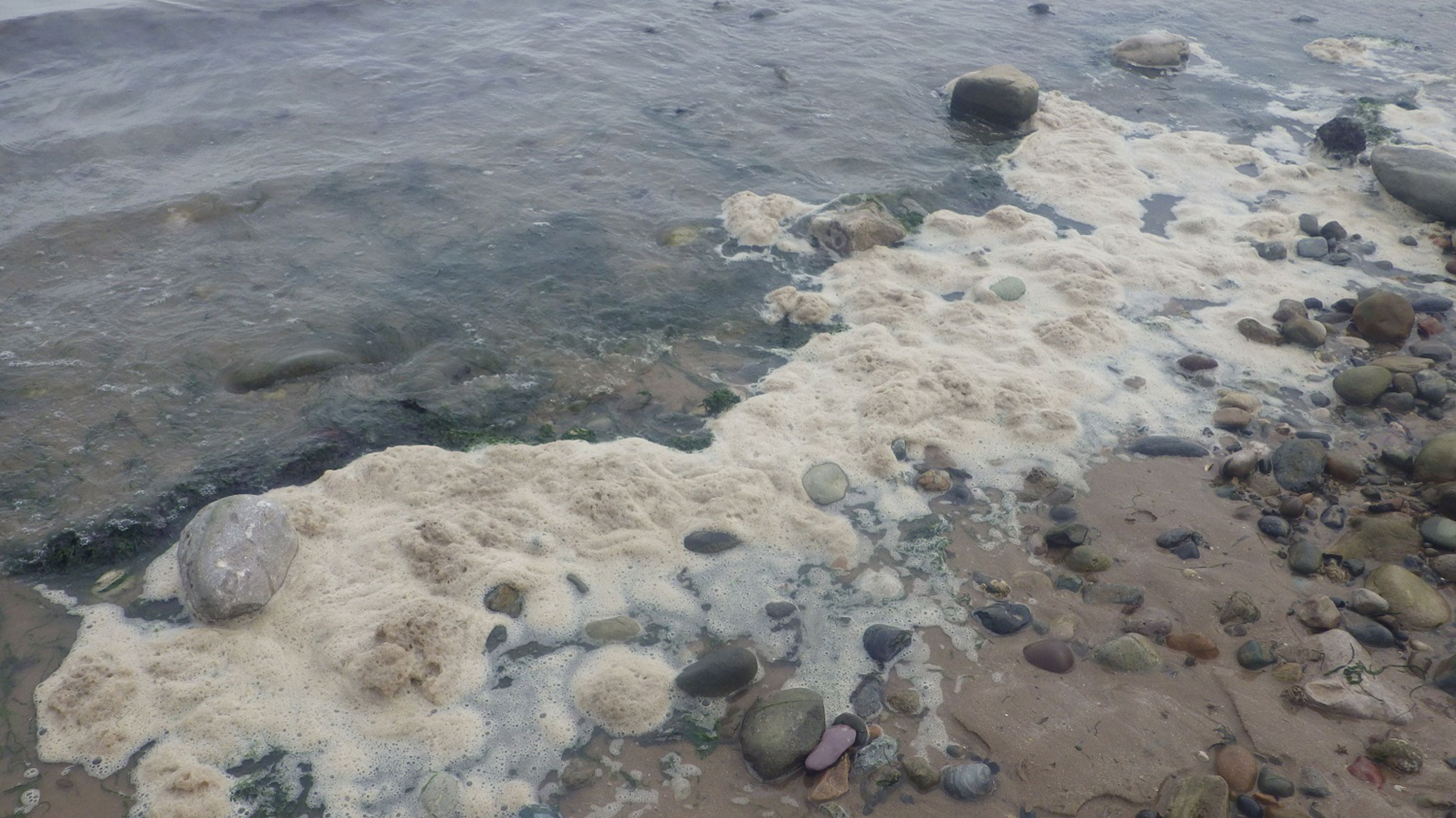 Natural Resources Wales / Marine algal blooms