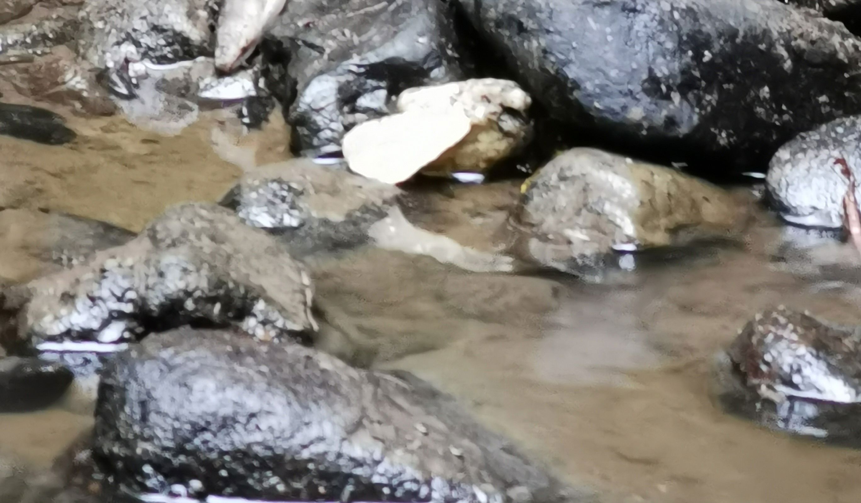 Natural Resources Wales / NRW responds to large slurry pollution incident