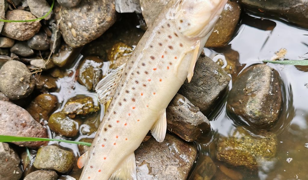 Natural Resources Wales / Thousands of dead fish in Afon Dulas ...