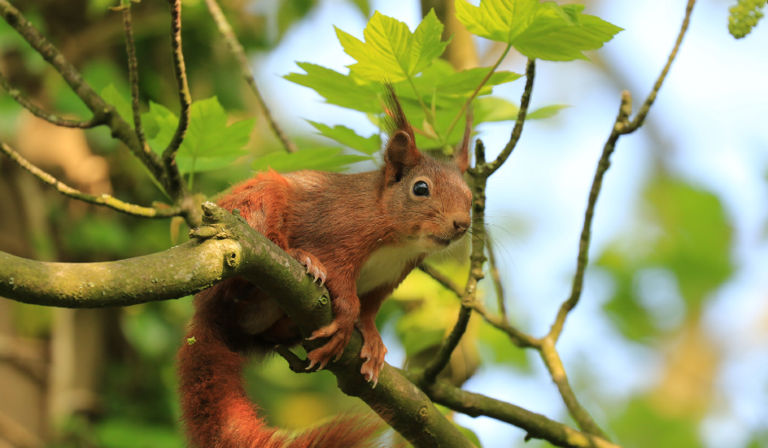 Natural Resources Wales / New arrivals boost red squirrel conservation ...