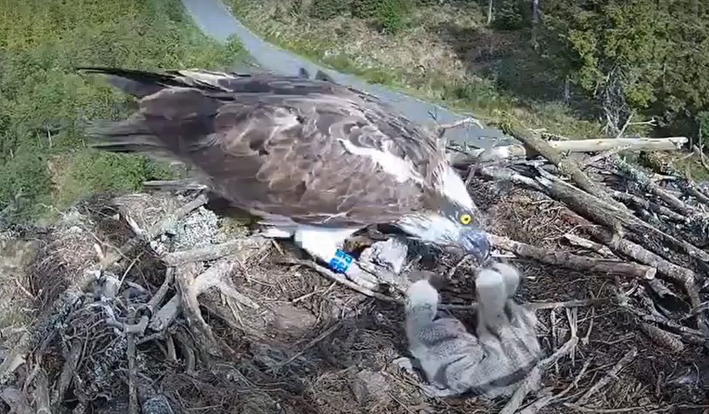 Natural Resources Wales / Llyn Clywedog ospreys hatching caught on live ...
