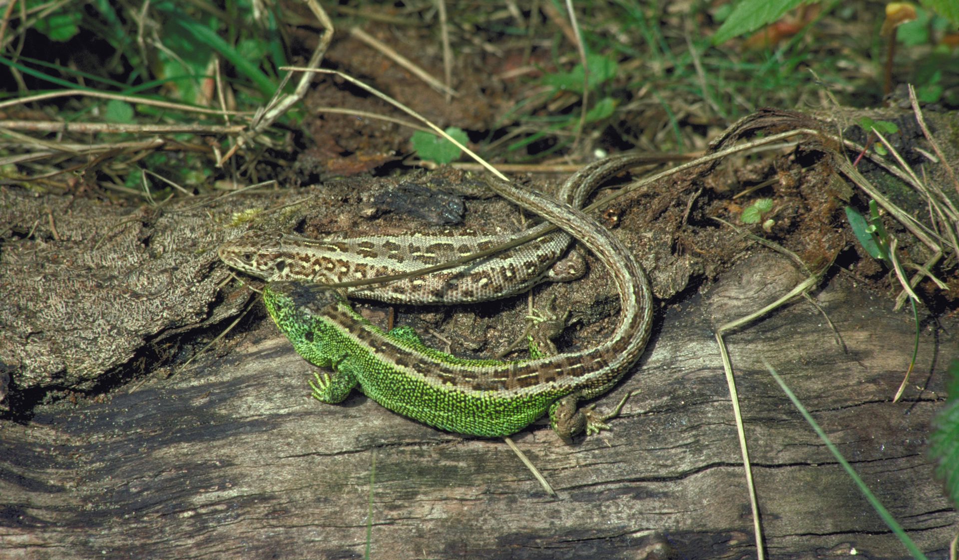 Natural Resources Wales / New report sheds some light on Welsh sand lizard population