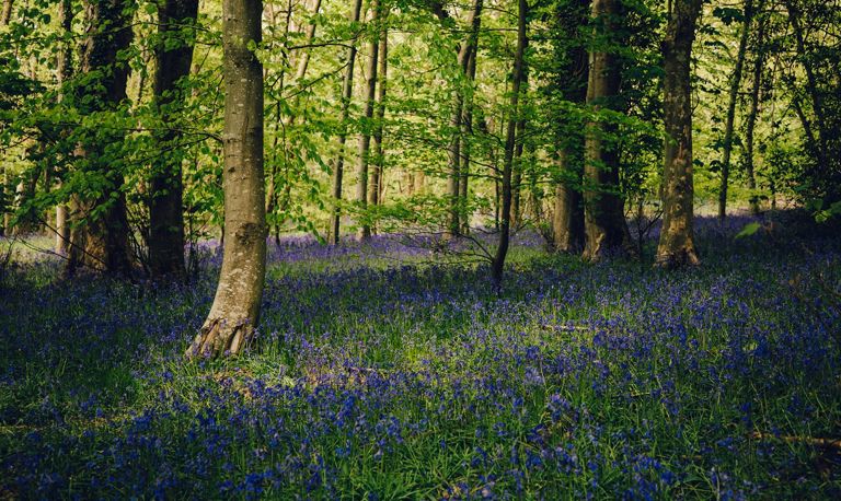 Natural Resources Wales / Hafren Forest, near Llanidloes