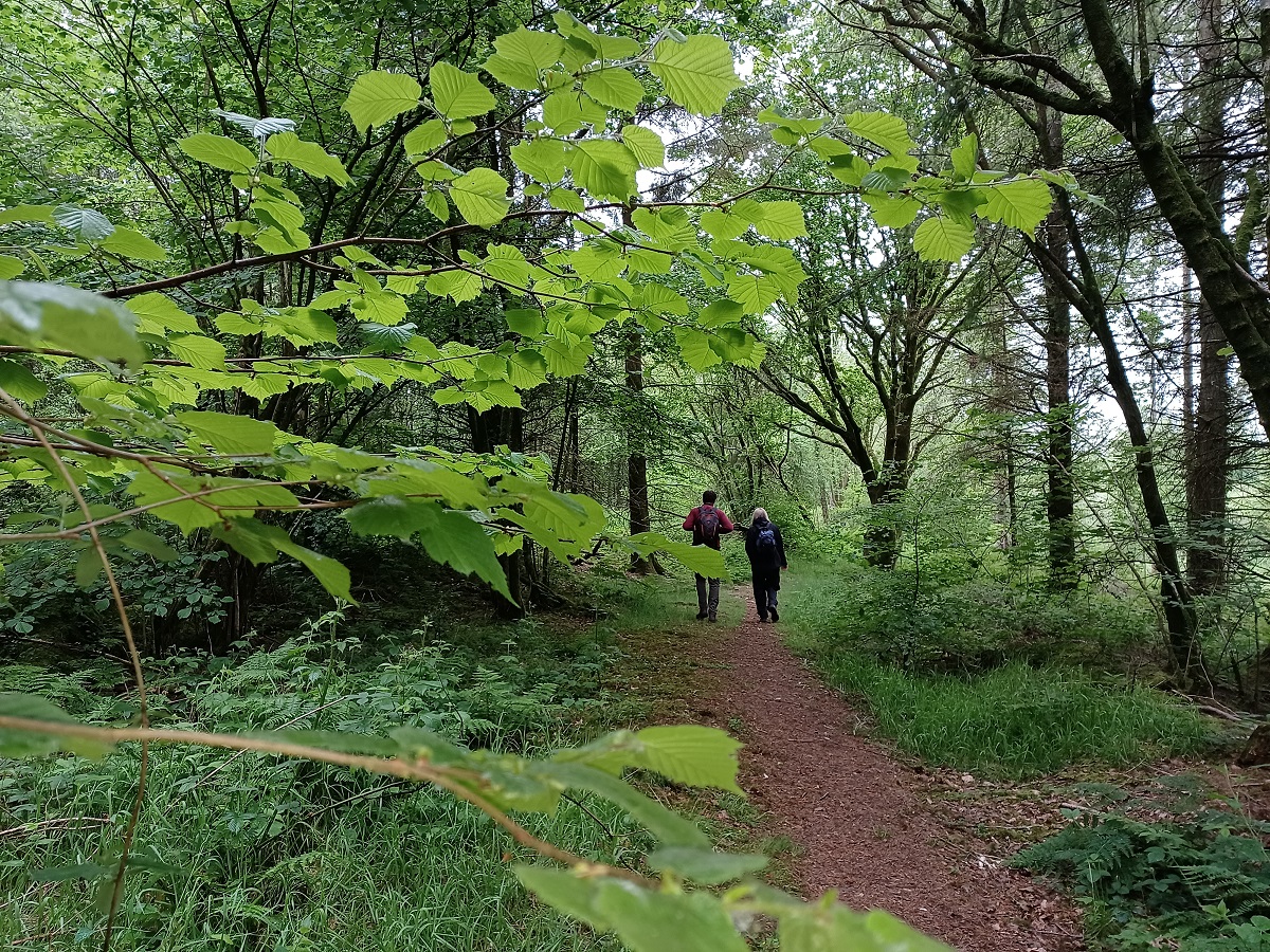 Natural Resources Wales / Pembrey Forest, near Llanelli