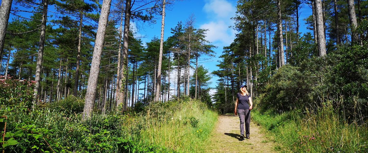 Natural Resources Wales / Pembrey Forest, near Llanelli