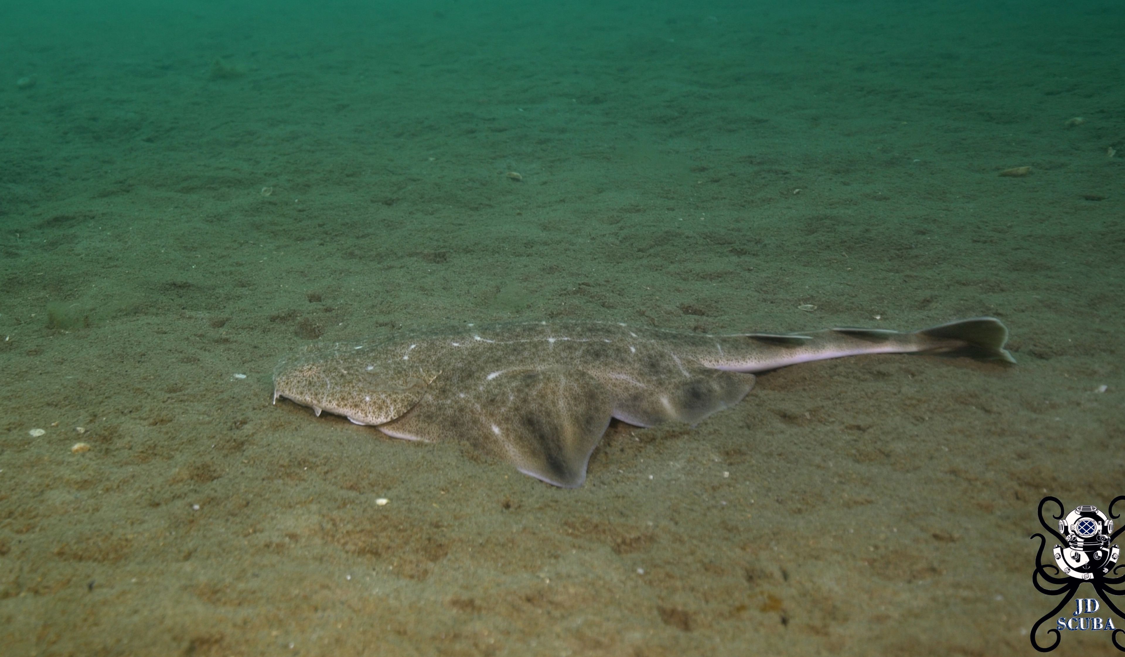Natural Resources Wales / First underwater footage of a rare Angelshark ...