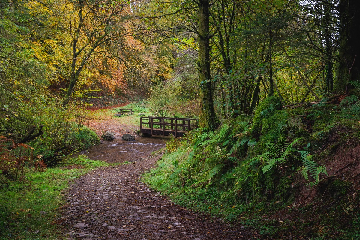 Natural Resources Wales / Pembrey Forest, near Llanelli