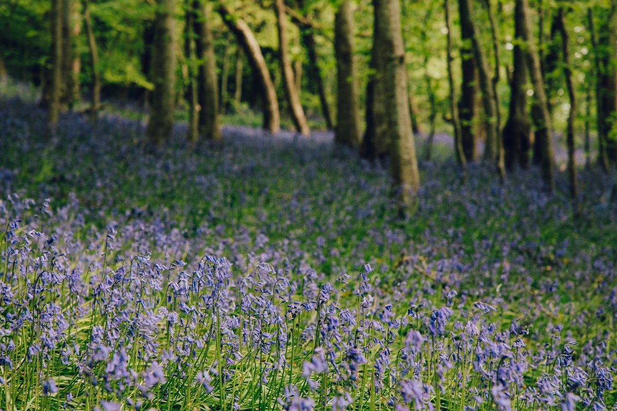 Natural Resources Wales / Blaen y Glyn, near Brecon