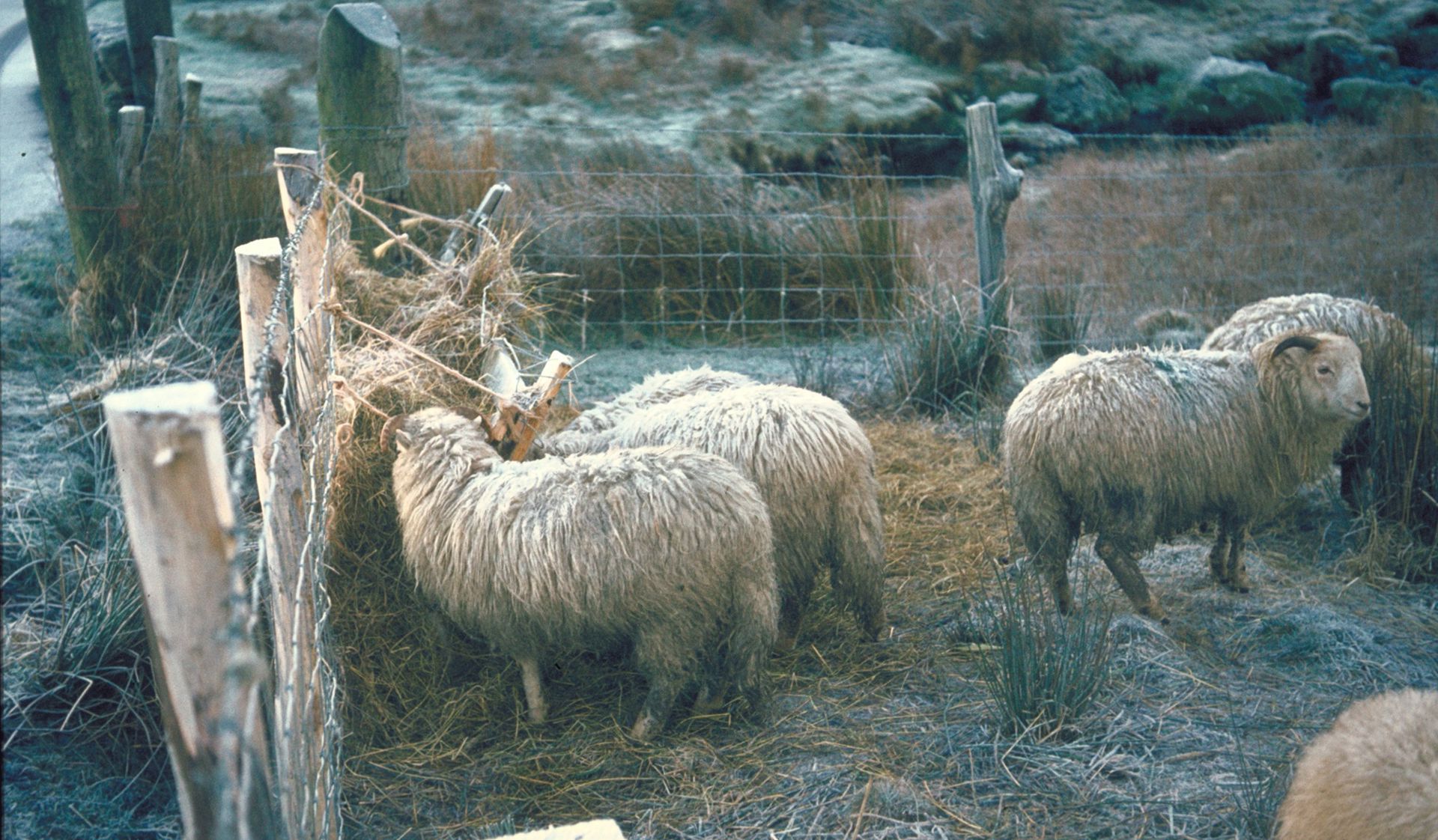 Natural Resources Wales / NRW changes waste sheep dip disposal methods ...