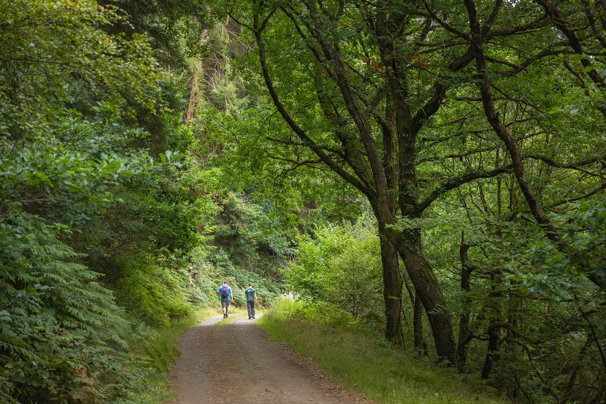 Natural Resources Wales / Brechfa Forest – Abergorlech, near Carmarthen