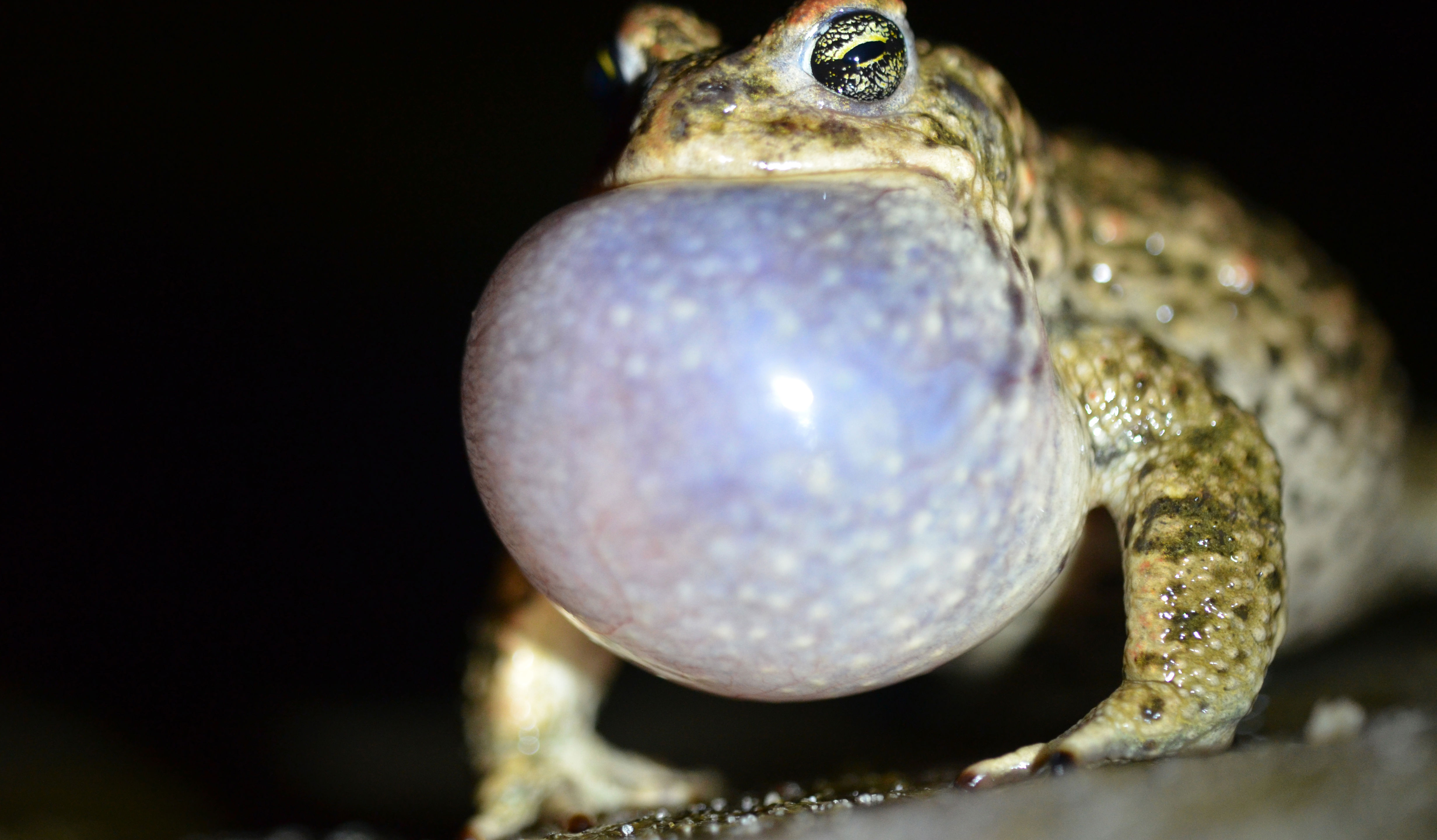 Natural Resources Wales / Experts call for urgent action to save Welsh ...