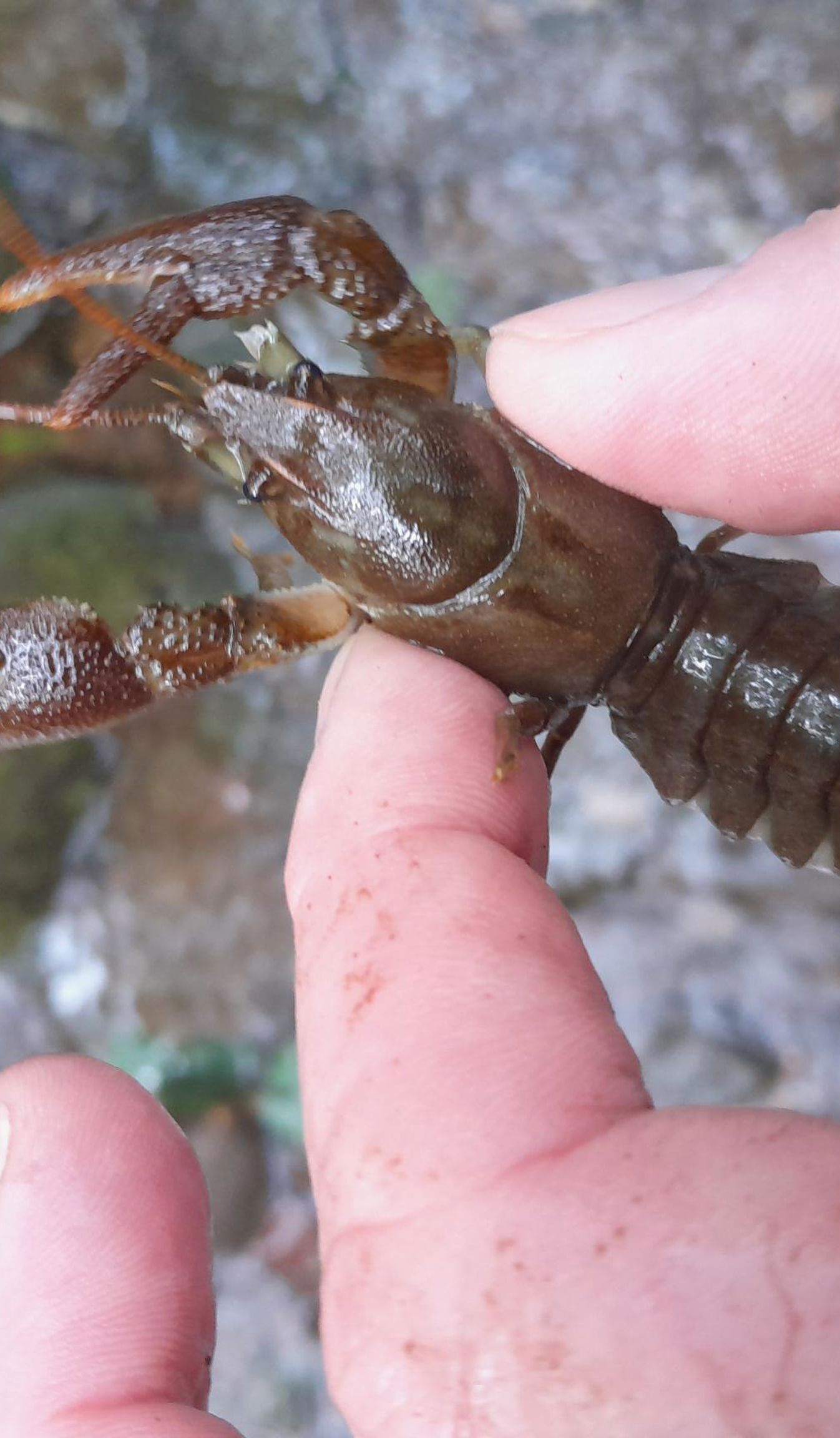 Natural Resources Wales / Deadly Crayfish Plague confirmed in River ...
