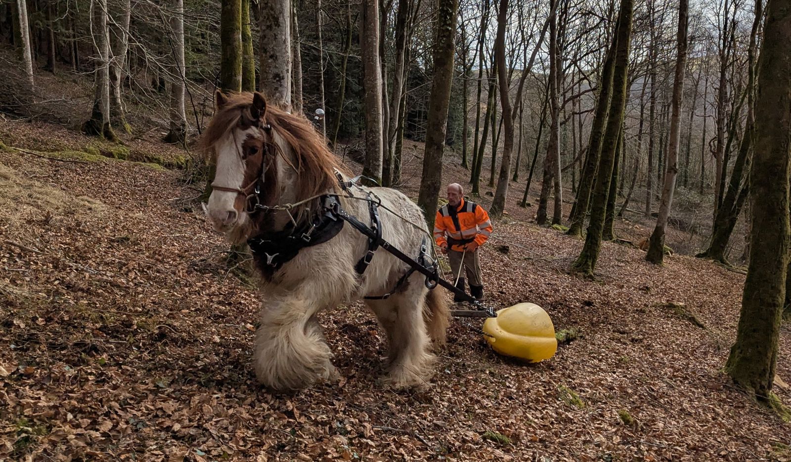 Natural Resources Wales / Horses at work: Traditional logging helps ...